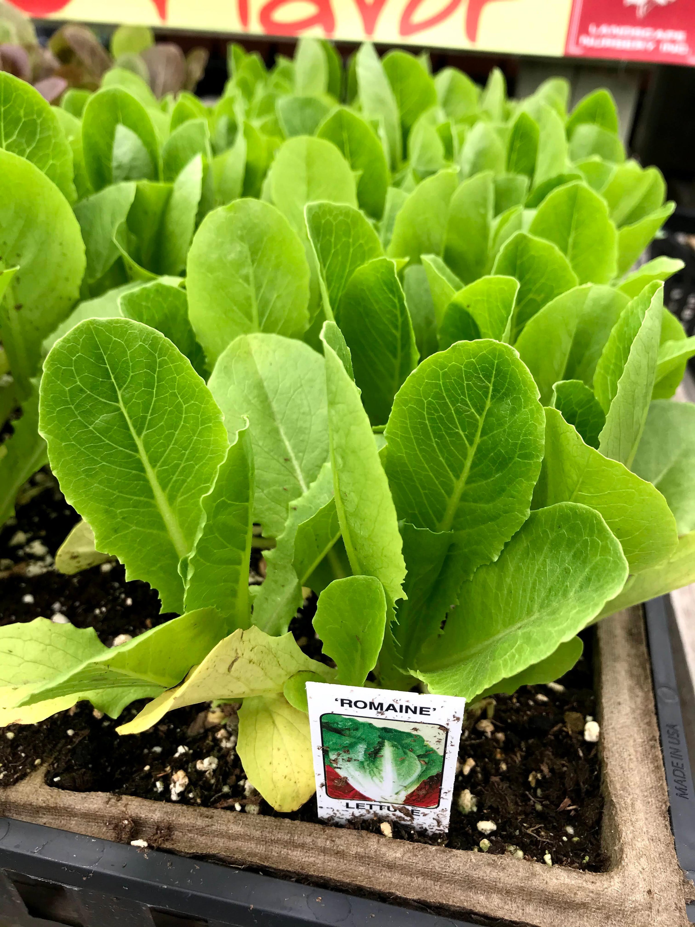 Romaine Lettuce Plant